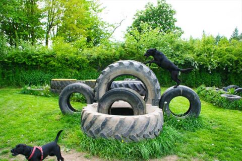 Dogzone Ripon